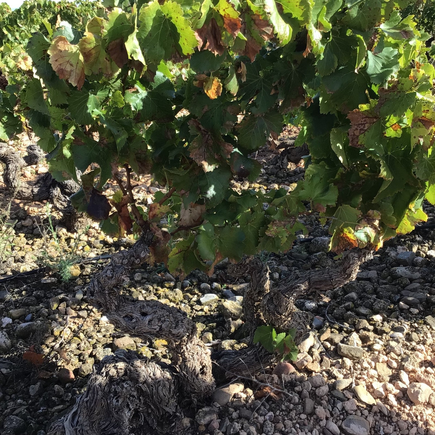 Fincas de Azabache Tempranillo Blanco — Addison Wines